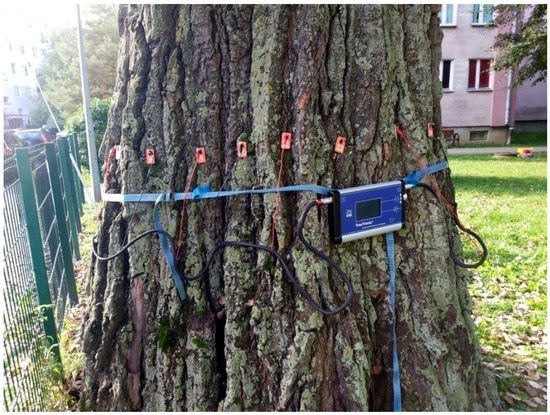 Land | Free Full-Text | A Combined Methods of Senile Trees Inventory in ...