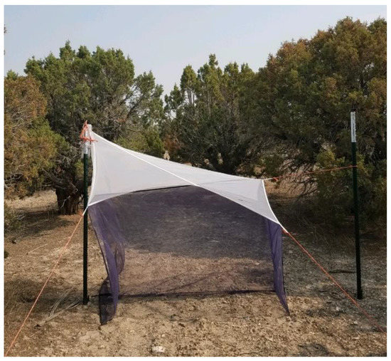 Seasonal Trap Abundance of Two Species of Psilochalcis Kieffer ...