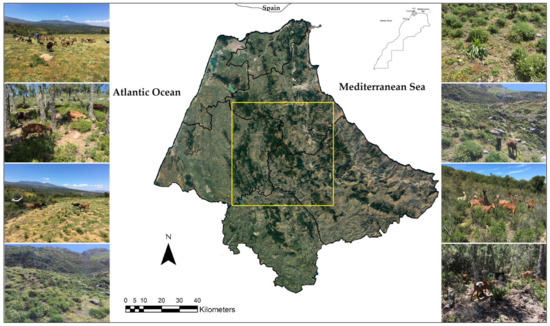 Land | Free Full-Text | Floristic Composition, Diversity, Palatability ...