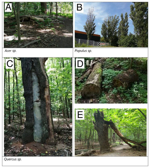 Land | Free Full-Text | Old-Growth Forests in Urban Nature Reserves ...