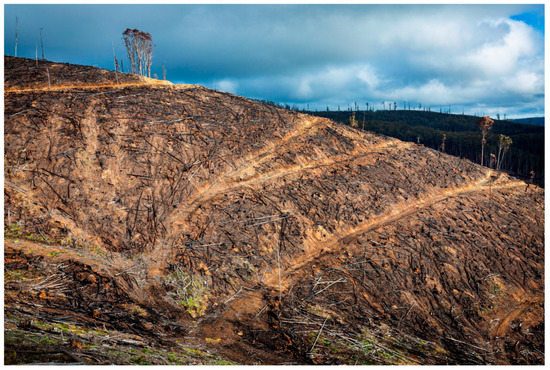 Forest Biodiversity Declines and Extinctions Linked with Forest ...