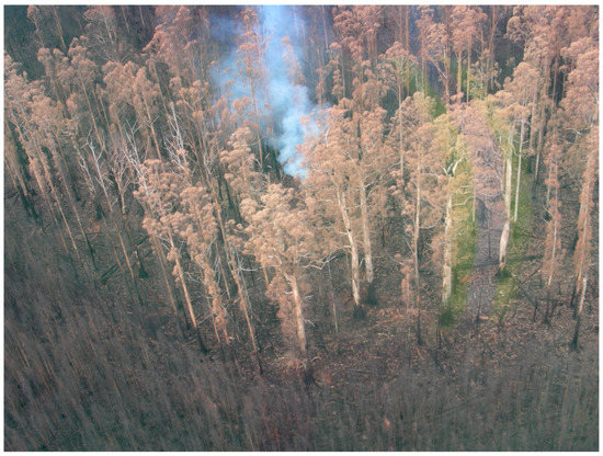 Forest Biodiversity Declines and Extinctions Linked with Forest ...