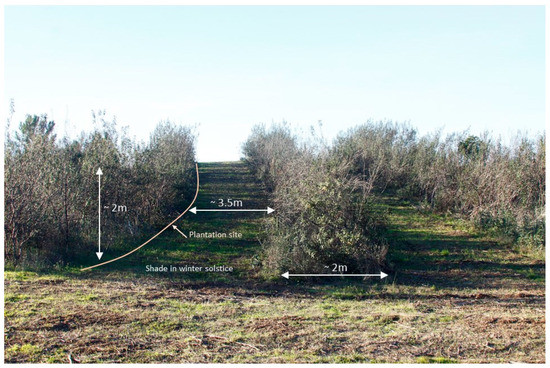 Using and Creating Microclimates for Cork Oak Adaptation to Climate Change