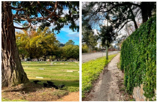 Understanding Urban Green Spaces Typology’s Contribution to ...