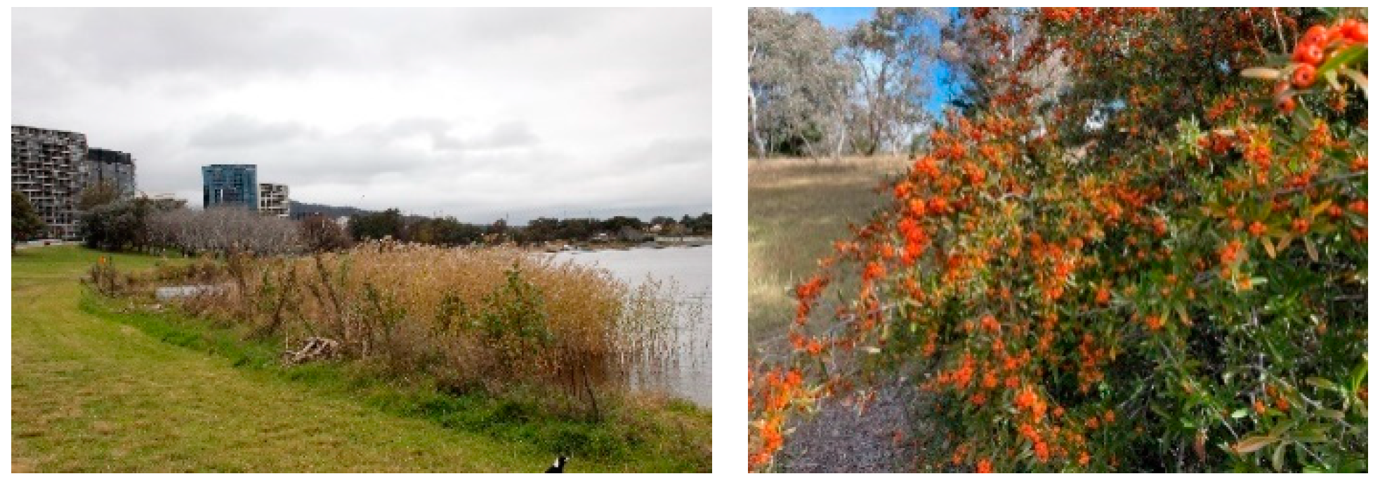 Understanding Urban Green Spaces Typology’s Contribution to ...