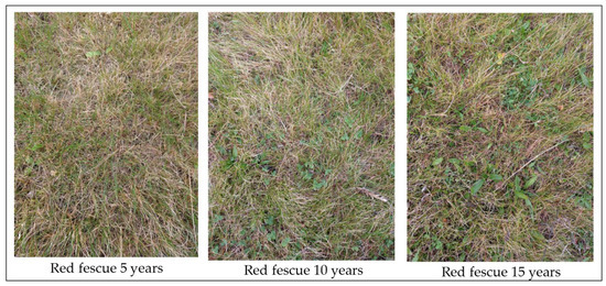 Accumulation of SOC and Carbon Fractions in Different Age Red Fescue ...