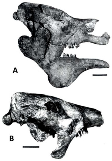 Land | Free Full-Text | A Tale of Two Continents (and a Few Islands ...