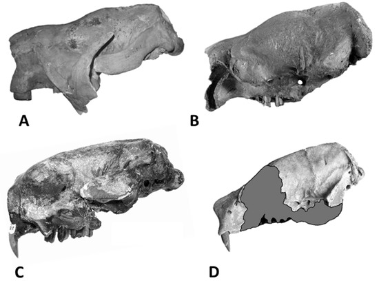 Land | Free Full-Text | A Tale of Two Continents (and a Few Islands ...