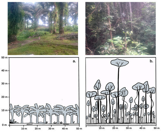 The Filtering Effect of Oil Palm Plantations on Potential Insect ...
