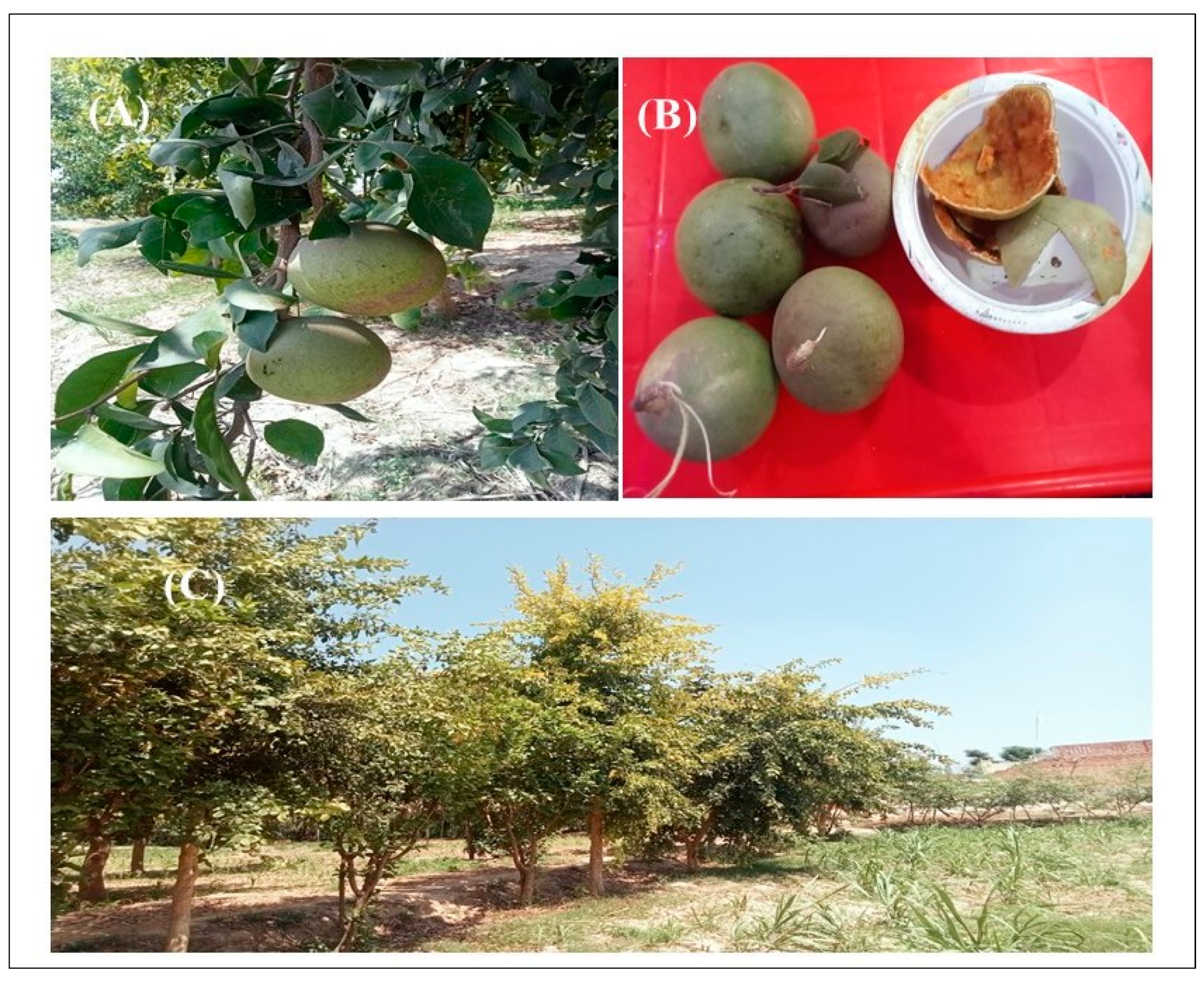 Where Will Threatened Aegle marmelos L. a Tree of the Semi Arid Region Go under Climate Change Implications for the Reintroduction of the Species