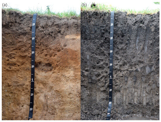 Carbon Storage in Cropland Soils: Insights from Iowa, United States