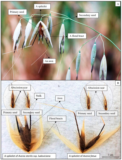 Drought Stress Affects the Reproductive Biology of Avena sterilis ssp ...
