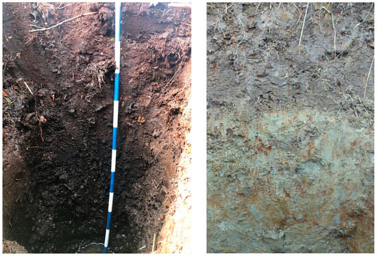 Transformation of Soils and Mire Community Reestablishment Potential in ...