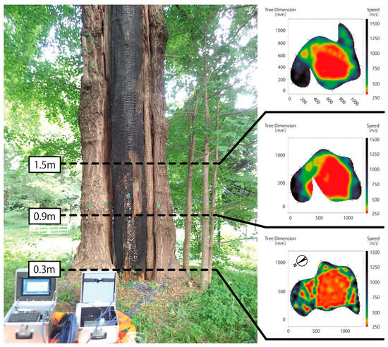 Land | Free Full-Text | Earthquake and War-Damaged Trees in Urban ...