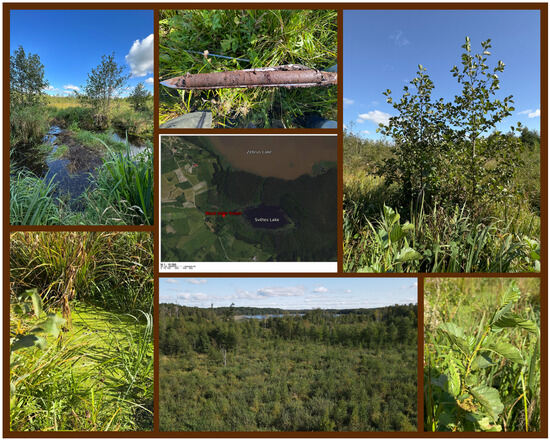 Paludiculture in Latvia—Existing Knowledge and Challenges