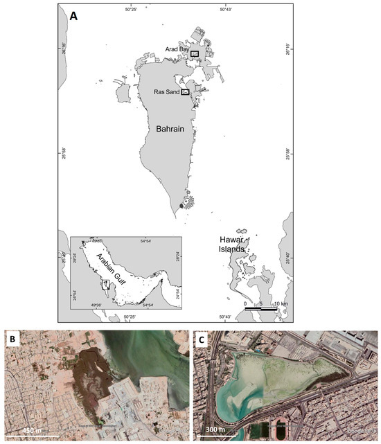 Sediment Carbon Stock in Natural and Transplanted Mangroves in Bahrain ...