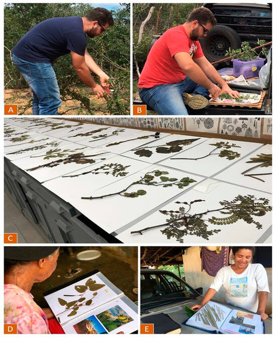 Assessing Plant Resource Utilization across Wet and Dry Landscapes in ...