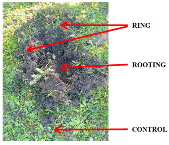 Comparative Effects of Wild Boar (Sus scrofa) Rooting on the Chemical ...