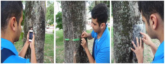 Corticolous Lichen Communities and Their Bioindication Potential in an ...