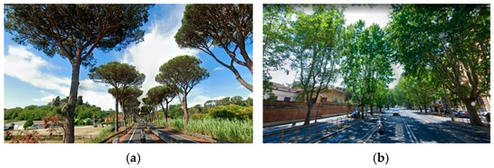 Street Tree Redevelopment in Rome’s Historical Landscapes: From ...