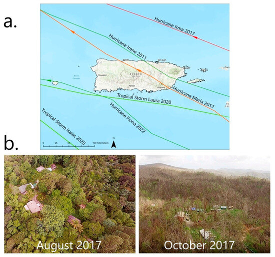 Tabonuco and Plantation Forests at Higher Elevations Are More ...
