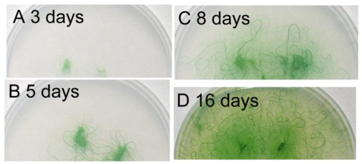 Cellular Dynamics Drives the Emergence of Supracellular Structure in ...