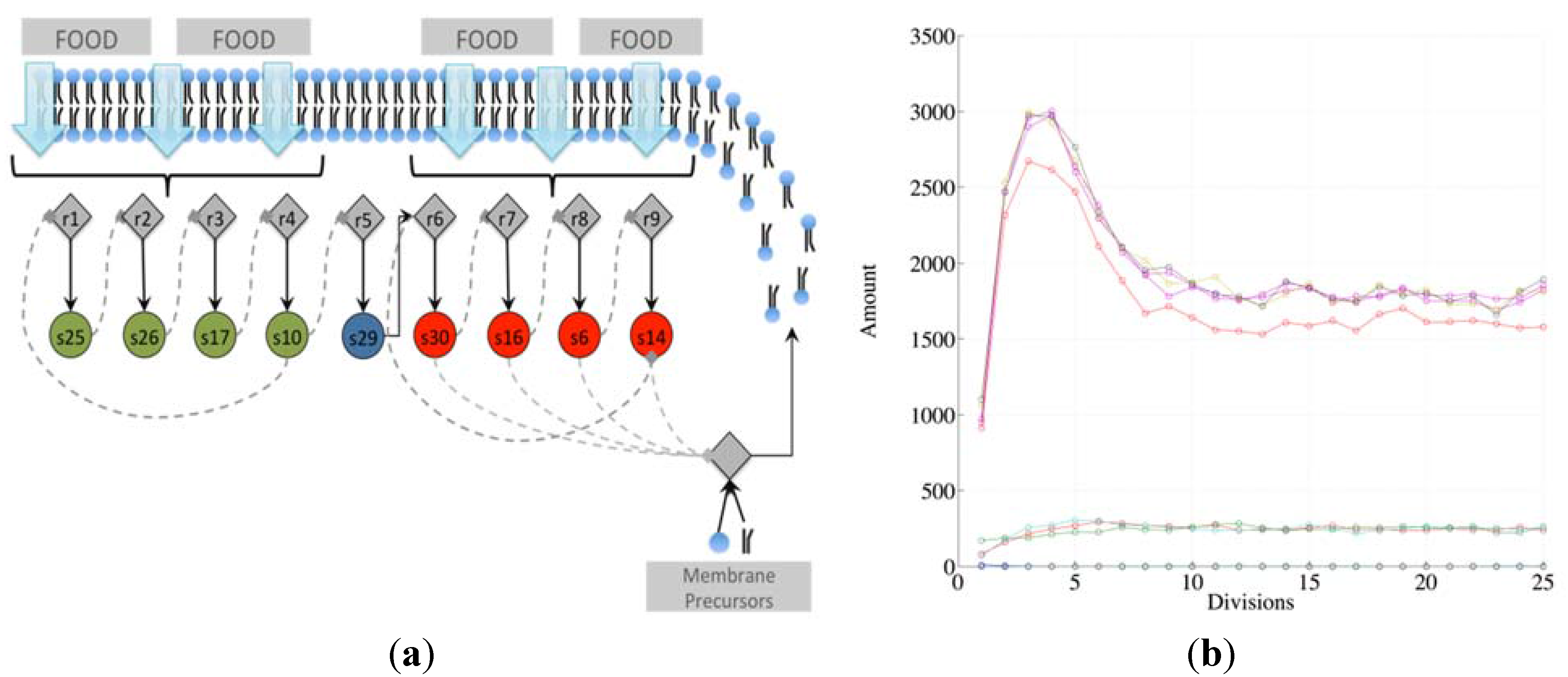 Growth and Division in a Dynamic Protocell Model