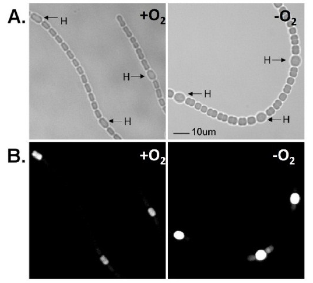 Regulation of Three Nitrogenase Gene Clusters in the Cyanobacterium ...
