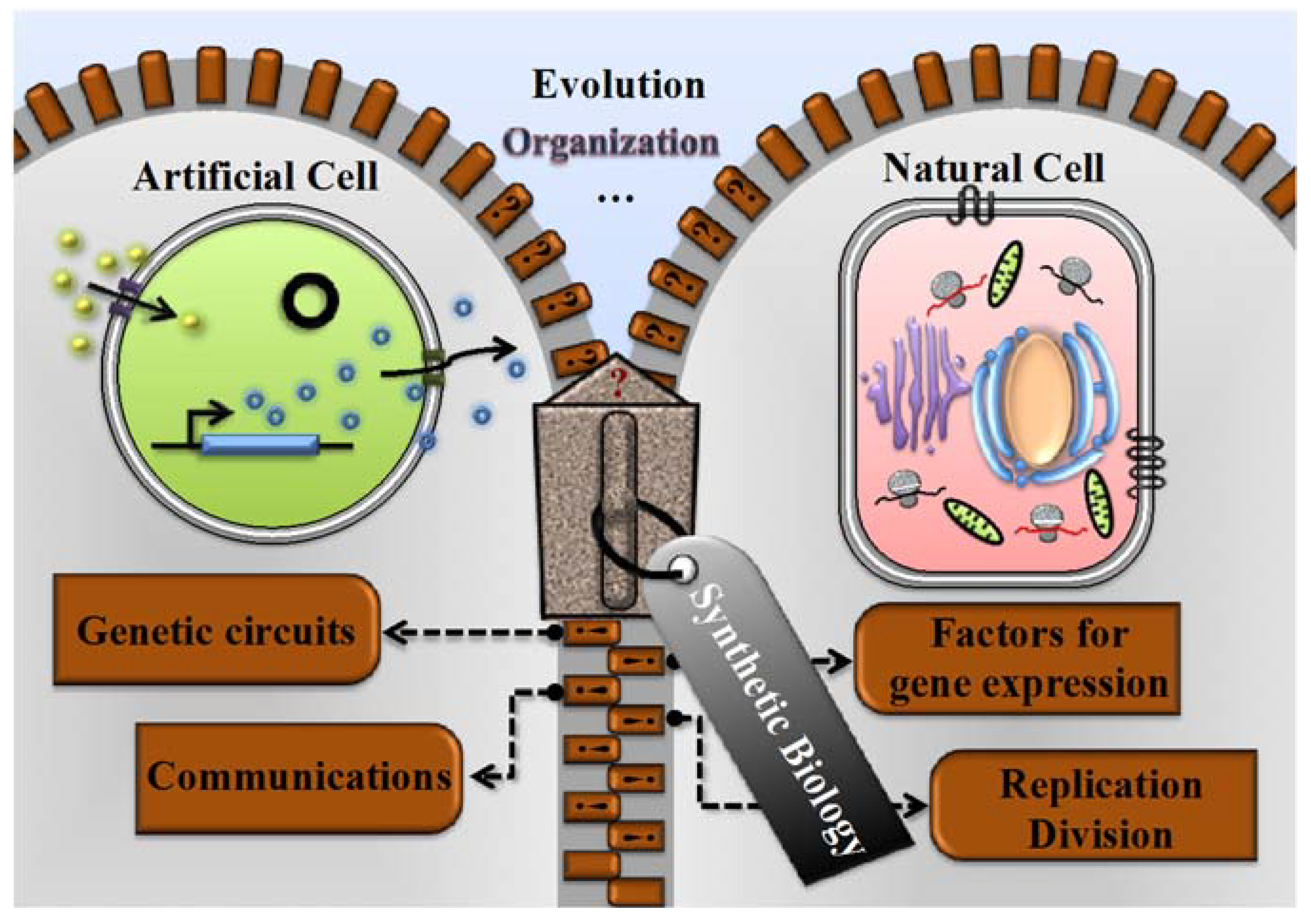 Life Free Full Text Synthetic Biology A Bridge Between Artificial
