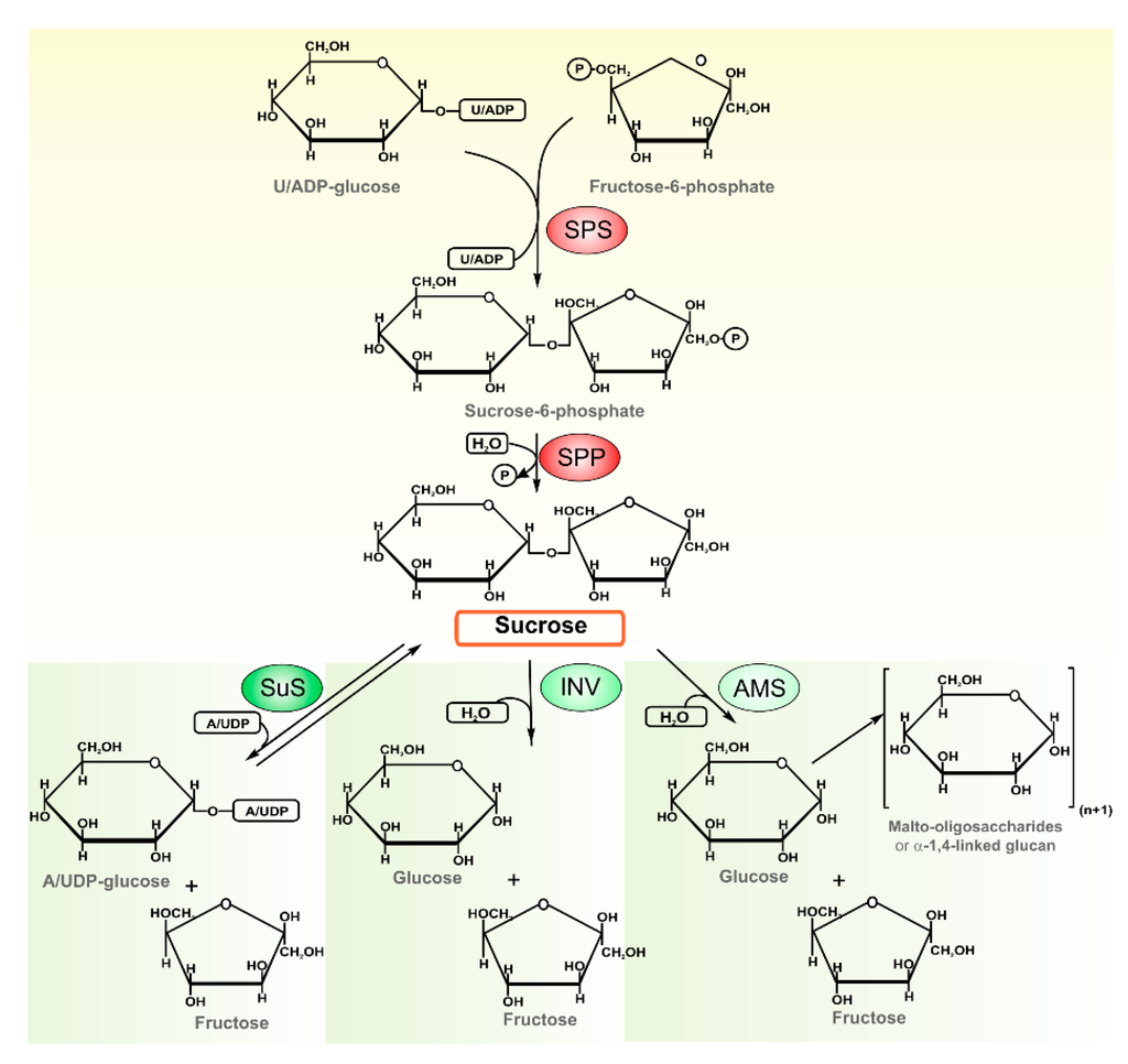 Sucrose Formation