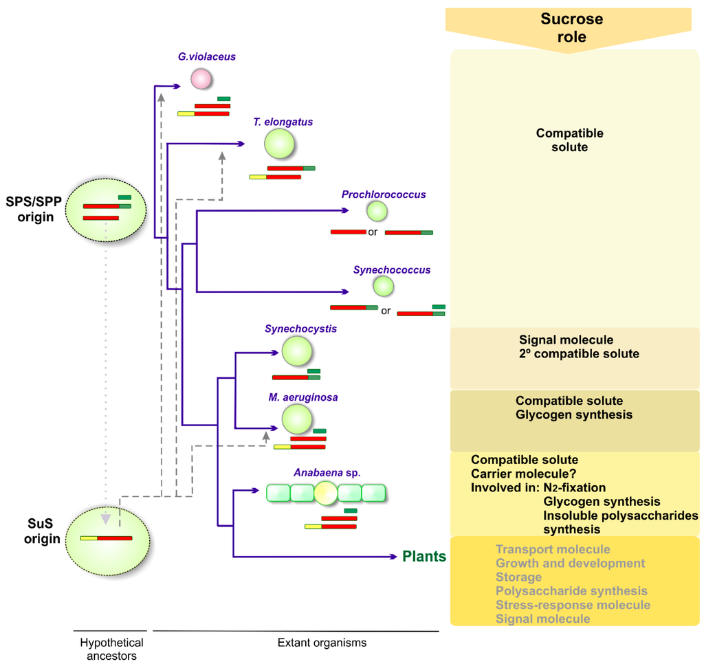 Sucrose in Cyanobacteria: From a Salt-Response Molecule to Play a Key ...