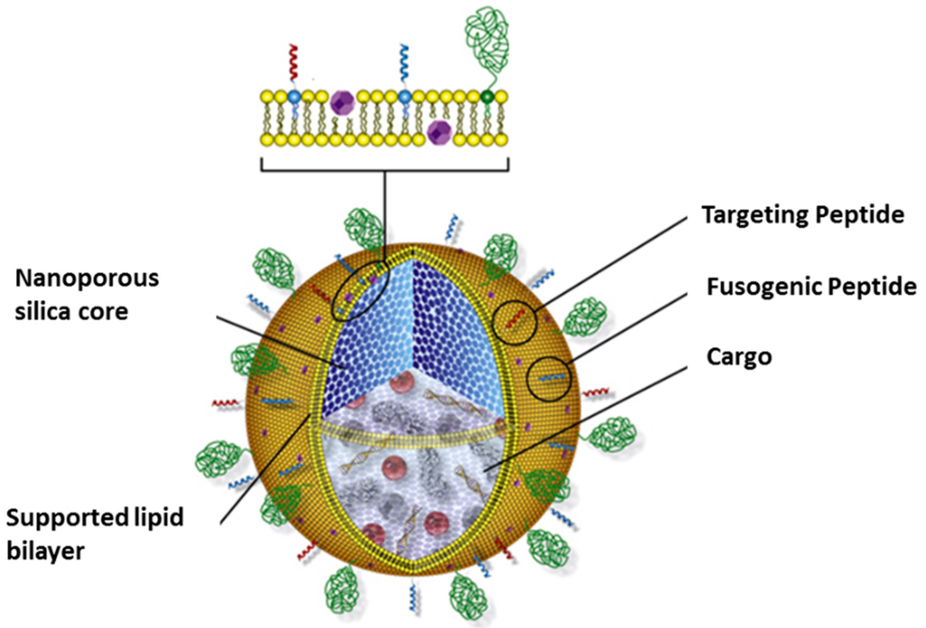 Nanoporous Silica-Based Protocells at Multiple Scales for Designs of ...