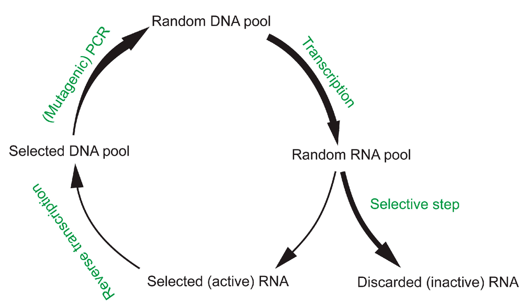 RNA Synthesis by in Vitro Selected Ribozymes for Recreating an RNA World