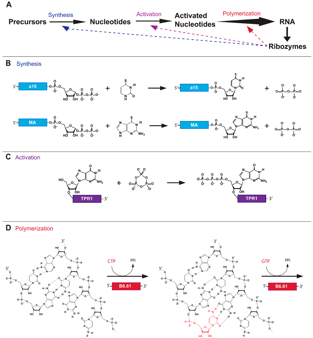 Life | Special Issue : The Origins and Early Evolution of RNA