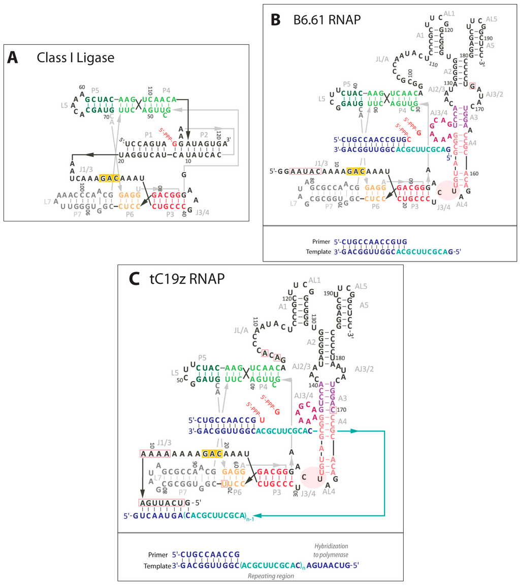 Life Special Issue The Origins And Early Evolution Of Rna