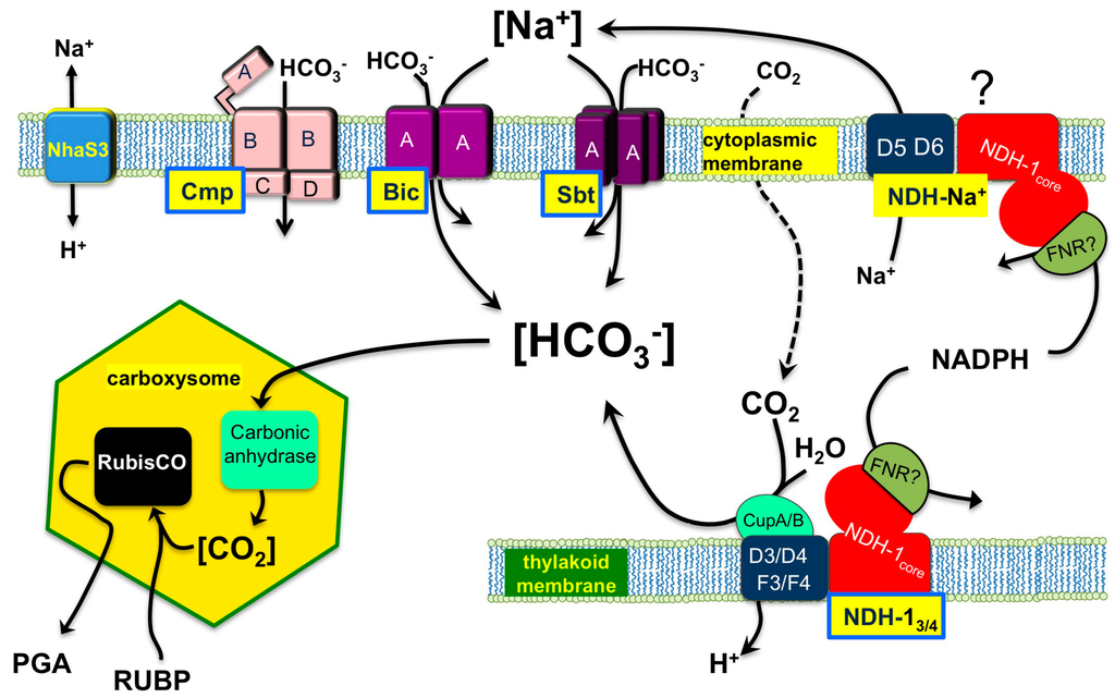 Life | Free Full-Text | Regulation of CO2 Concentrating Mechanism in Cyanobacteria