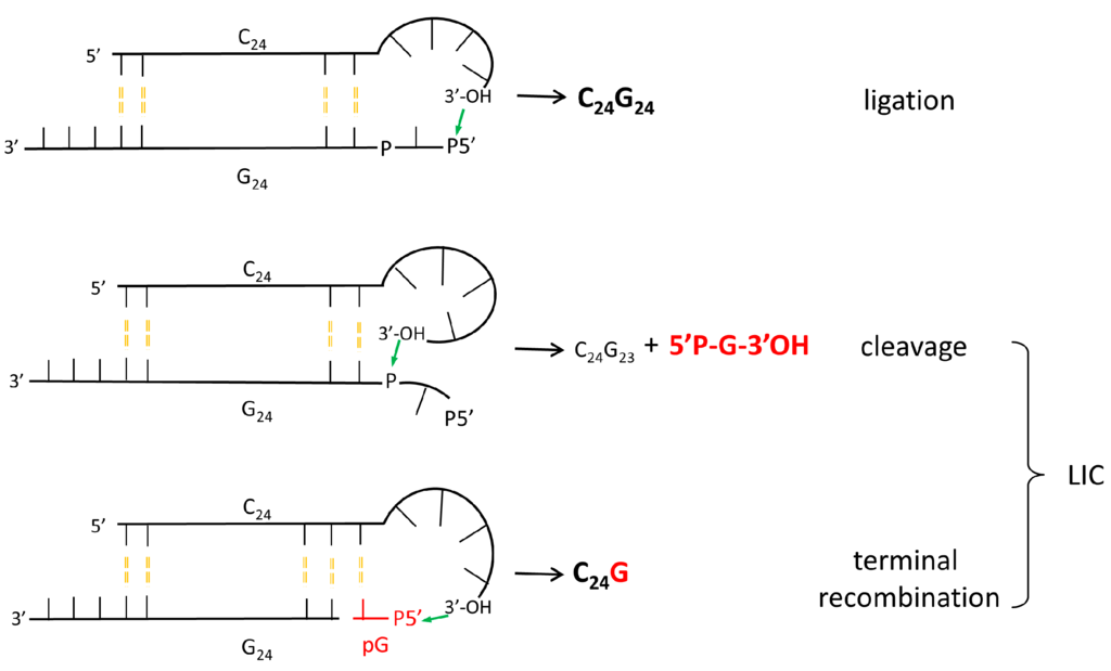 From Formamide to RNA, the Path Is Tenuous but Continuous