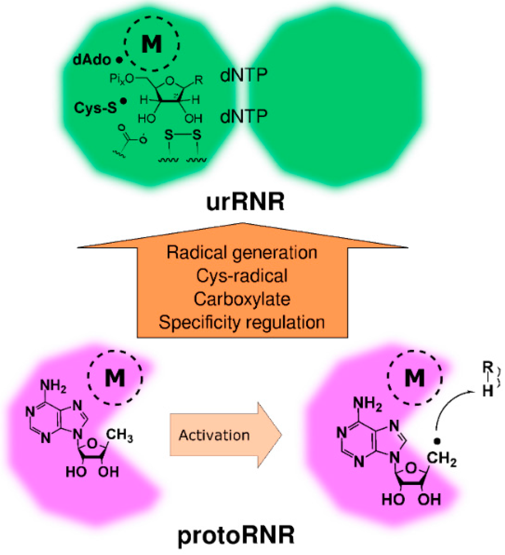 Life | Special Issue : The Origins and Early Evolution of RNA