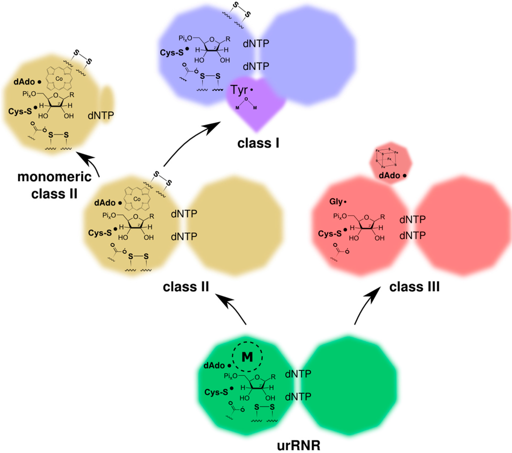 Life | Special Issue : The Origins and Early Evolution of RNA