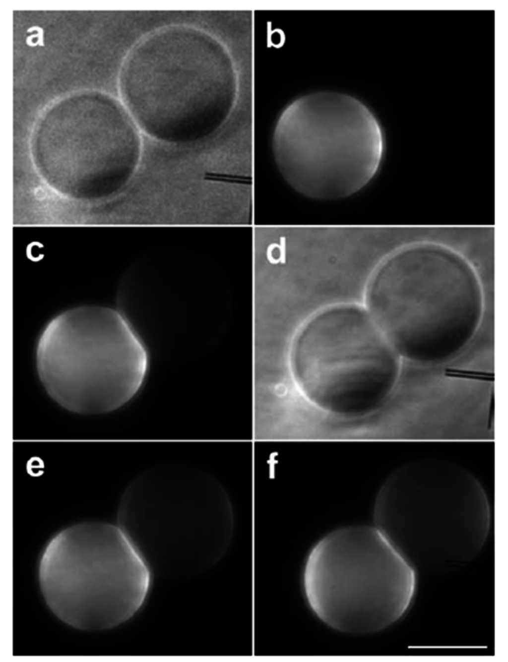 Life | Special Issue : Protocells - Designs for Life