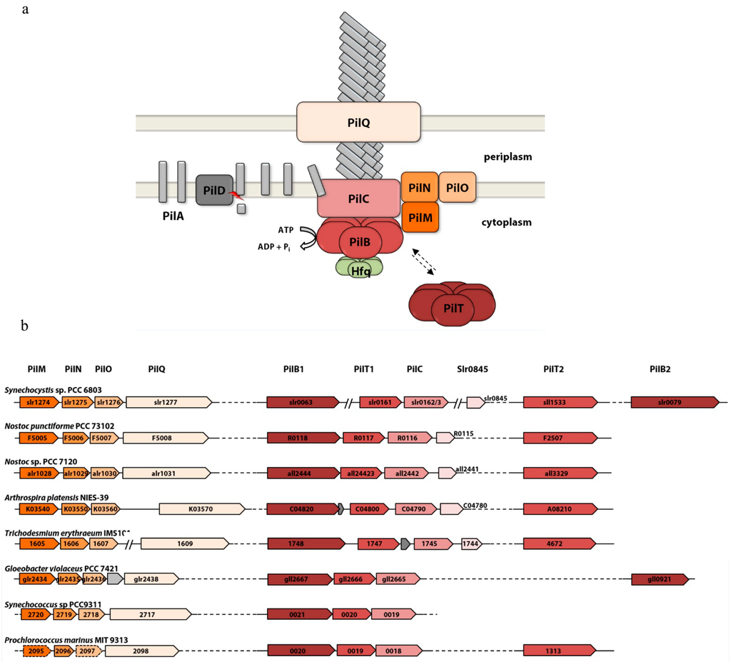Appendages of the Cyanobacterial Cell