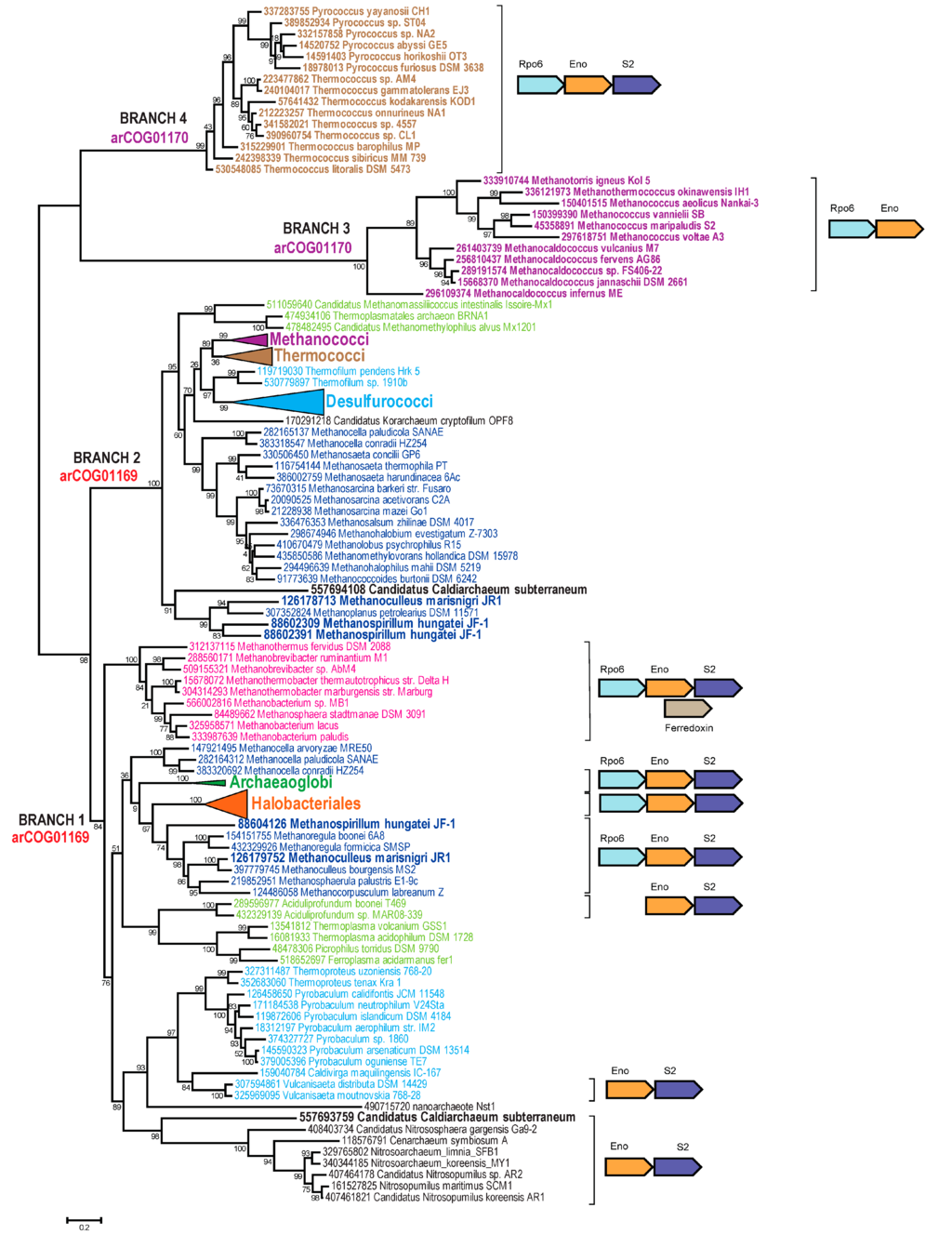 Life | Special Issue : Archaea: Evolution, Physiology, and Molecular ...