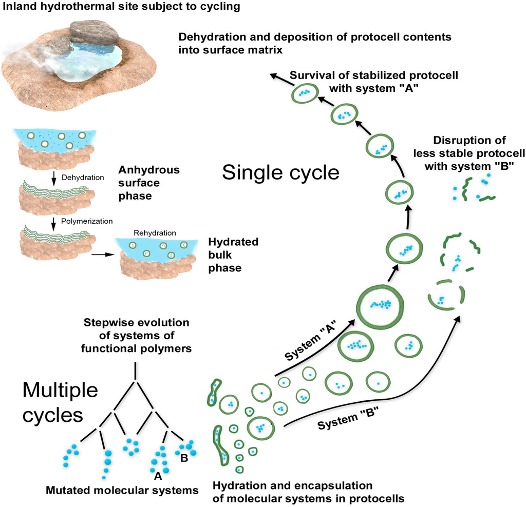 Life | Special Issue : Protocells - Designs for Life