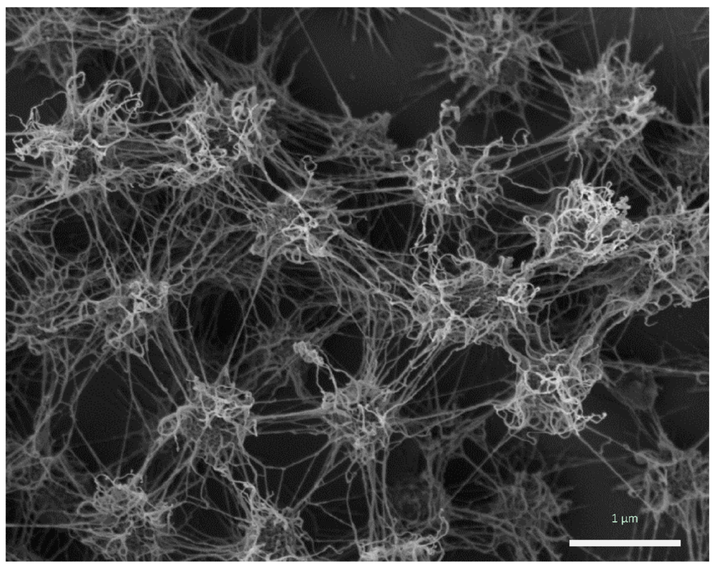 “Altiarchaeales”: Uncultivated Archaea from the Subsurface