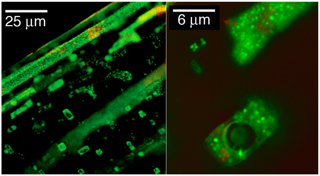 Halococcus Dombrowskii