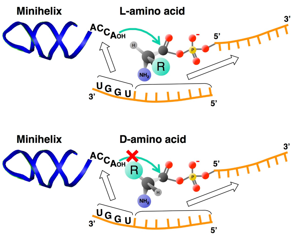 Life | Free Full-Text | Origins and Early Evolution of the tRNA ...
