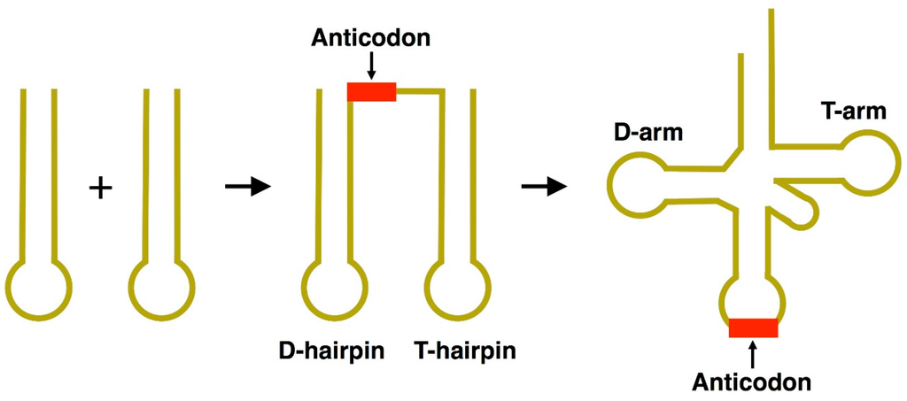 Origins and Early Evolution of the tRNA Molecule