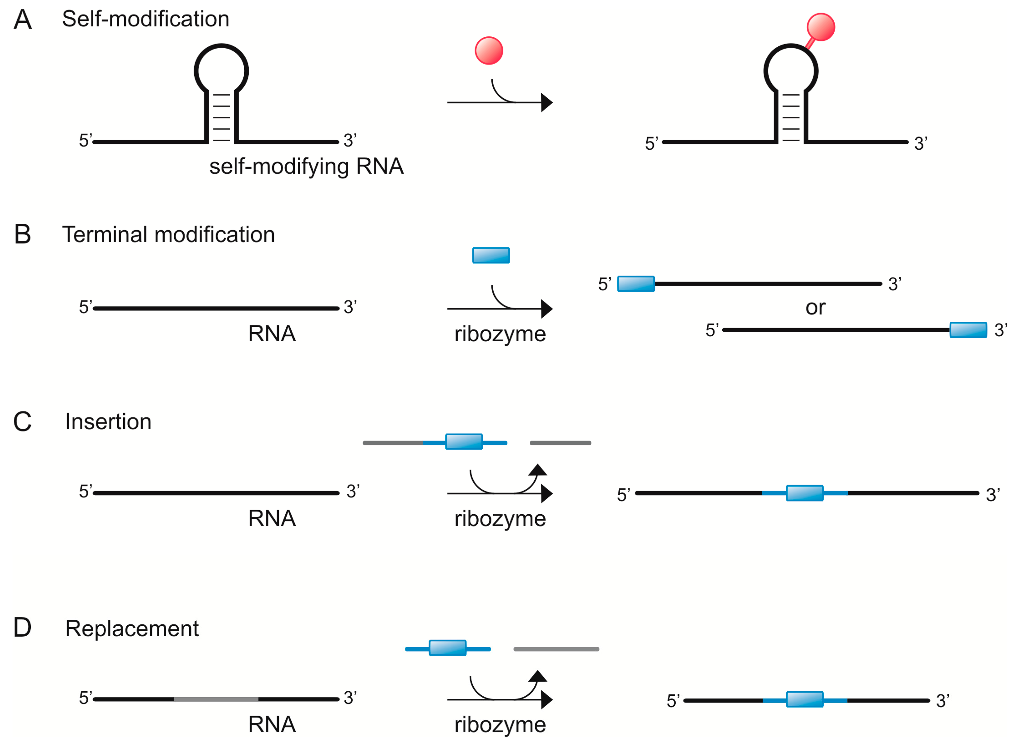 Life Free Full Text Landmarks In The Evolution Of T Rnas From The