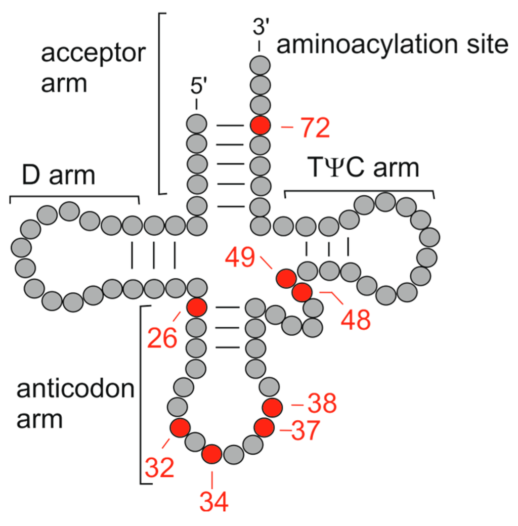 Life | Special Issue : Evolution of tRNA