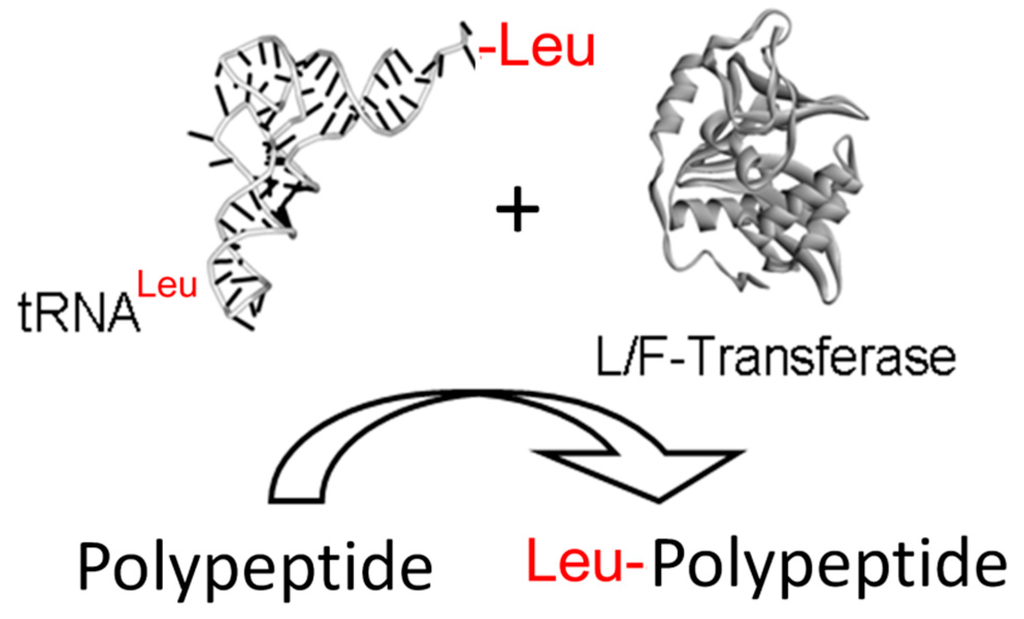 Perspectives and Insights into the Competition for Aminoacyl-tRNAs ...